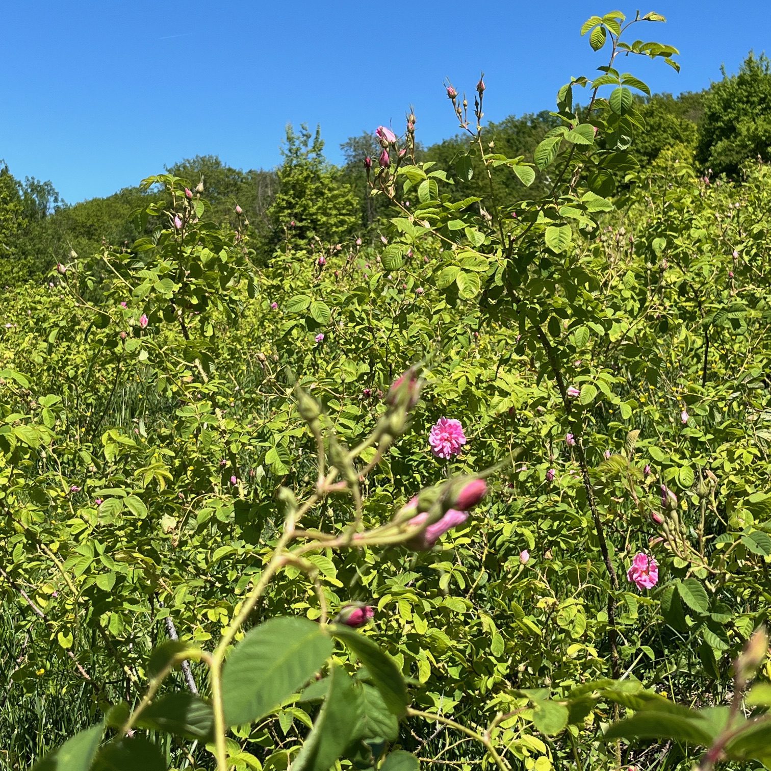 Rose de Damas : cultiver la qualité "origine et made in 🇫🇷" - Rosa-Rosae